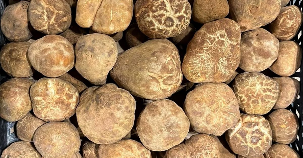 Unearthing Qatar's Fagga Truffles - Seasoned Traveller